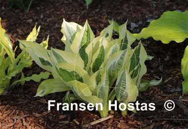 Hosta Eros - Fransen Hostas